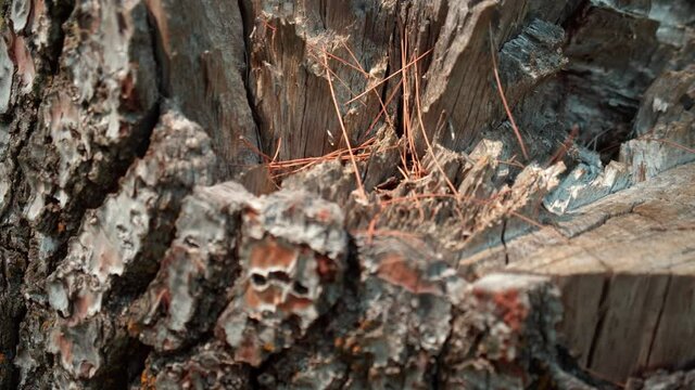 "Tree Bark Close Up" Images – Browse 237 Stock Photos, Vectors, and ...