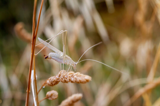 รูปภาพGluttonous – เลือกดูภาพถ่ายสต็อก เวกเตอร์ และวิดีโอ11,254 | Adobe ...