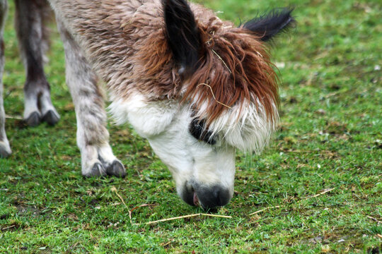 「Tylopoda」の画像 - 189 件の Stock 写真、ベクターおよびビデオ | Adobe Stock
