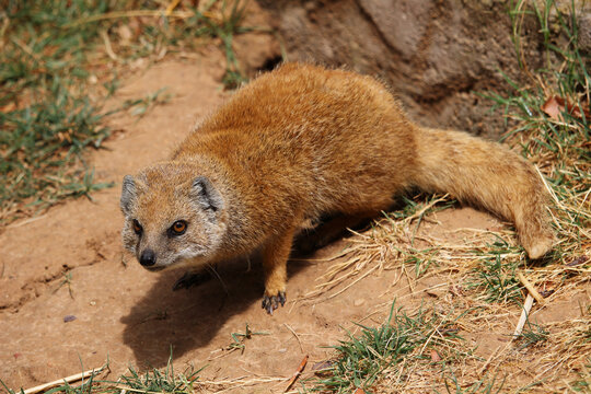 รูปภาพMongoose – เลือกดูภาพถ่ายสต็อก เวกเตอร์ และวิดีโอ38,720 | Adobe Stock