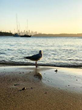 "Seagull Sunset"-Bilder: Stock-Fotos & -Videos. | Adobe Stock