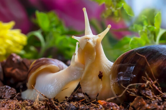 Two Snails Images – Browse 7,291 Stock Photos, Vectors, and Video ...