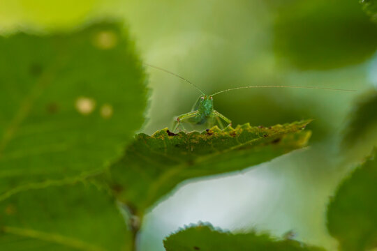 Saltamonte Images – Browse 50 Stock Photos, Vectors, and Video | Adobe ...