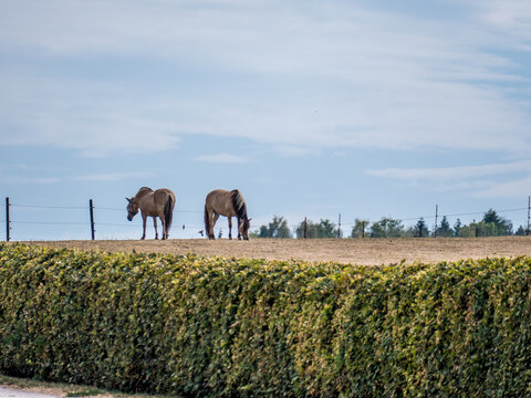 "Stud Poker" Bilder – Durchsuchen 8,271 Archivfotos, Vektorgrafiken und ...