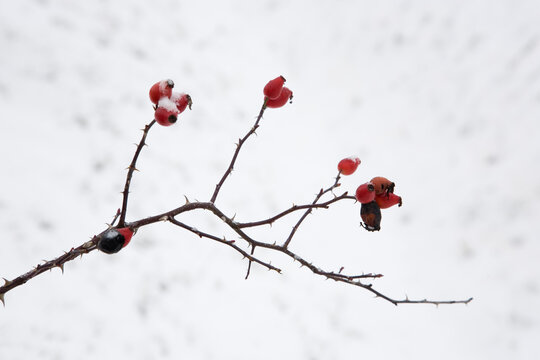 Hiffen Bilder – Durchsuchen 326 Archivfotos, Vektorgrafiken und Videos ...