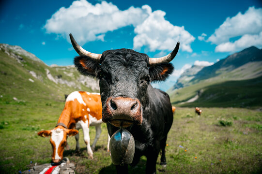 Eringer Bilder – Durchsuchen 632 Archivfotos, Vektorgrafiken und Videos ...