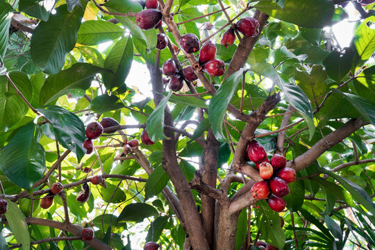 รูปภาพPomerac – เลือกดูภาพถ่ายสต็อก เวกเตอร์ และวิดีโอ137 | Adobe Stock