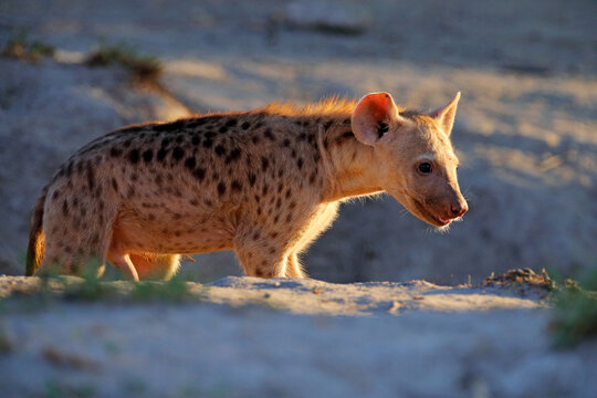 "Crocuta Crocuta" Images – Browse 11,605 Stock Photos, Vectors, and ...