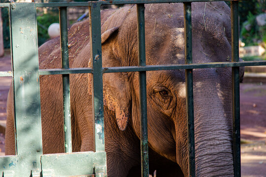 Pachiderma Bilder – Durchsuchen 777 Archivfotos, Vektorgrafiken und ...