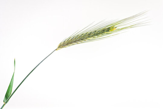 Gerste bilder – Bläddra bland 18,447 stockfoton, vektorer och videor ...