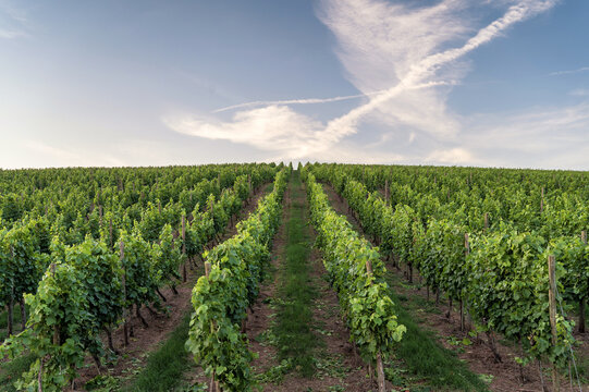 รูปภาพ"Winzer – เลือกดูภาพถ่ายสต็อก เวกเตอร์ และวิดีโอ18,808 | Adobe Stock