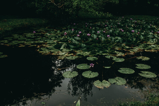 Nymphoides Images – Browse 989 Stock Photos, Vectors, and Video | Adobe Stock