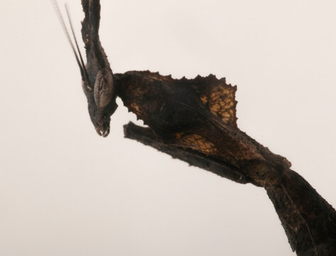 "Ghost Mantis" Images – Browse 352 Stock Photos, Vectors, and Video ...