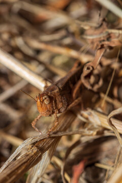 Saltamonte Images – Browse 50 Stock Photos, Vectors, and Video | Adobe ...