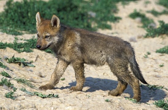 Wolf Cub Images – Browse 12,565 Stock Photos, Vectors, and Video ...