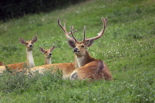 รูปภาพBarasingha – เลือกดูภาพถ่ายสต็อก เวกเตอร์ และวิดีโอ653 | Adobe Stock