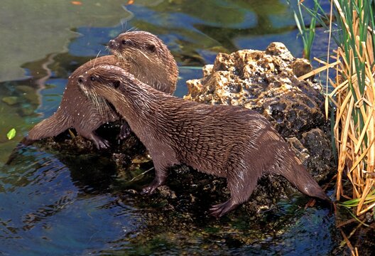 รูปภาพAonyx – เลือกดูภาพถ่ายสต็อก เวกเตอร์ และวิดีโอ1,433 | Adobe Stock