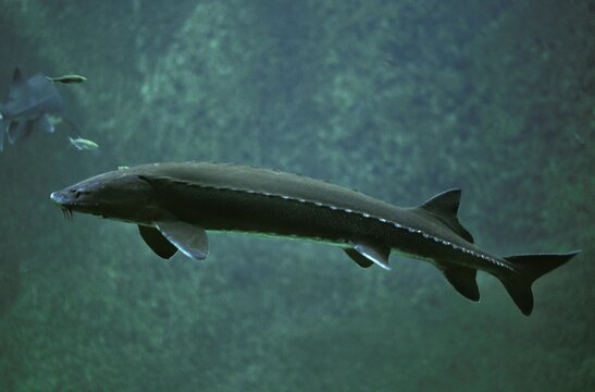 รูปภาพAcipenseridae – เลือกดูภาพถ่ายสต็อก เวกเตอร์ และวิดีโอ25,600 ...
