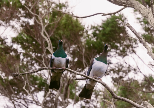 รูปภาพKereru – เลือกดูภาพถ่ายสต็อก เวกเตอร์ และวิดีโอ308 | Adobe Stock