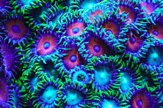 รูปภาพZoa – เลือกดูภาพถ่ายสต็อก เวกเตอร์ และวิดีโอ604 | Adobe Stock