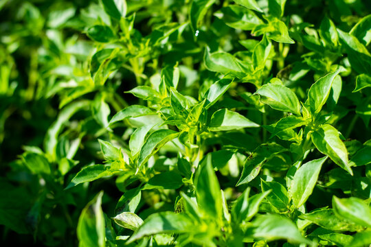 "Thai Lemon Basil" Images – Browse 1,804 Stock Photos, Vectors, and ...