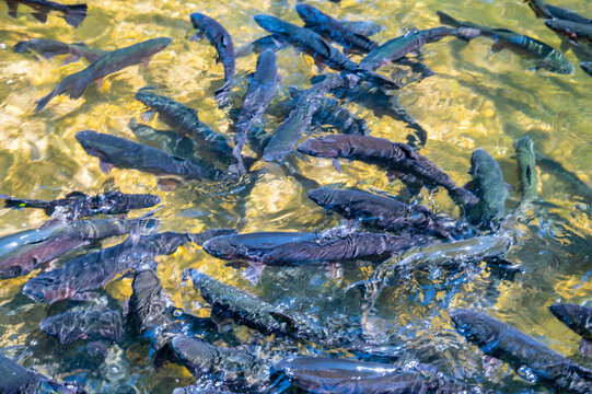 รูปภาพUsfws – เลือกดูภาพถ่ายสต็อก เวกเตอร์ และวิดีโอ353 | Adobe Stock