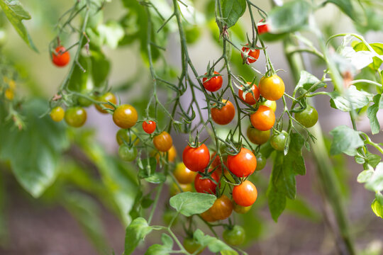 「Cherrytomaten」の画像 - 2,342 件の Stock 写真、ベクターおよびビデオ | Adobe Stock