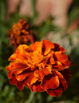 Tagette Images – Browse 64 Stock Photos, Vectors, and Video | Adobe Stock