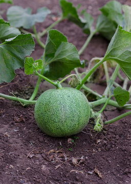 "Melon Field" Immagini - Sfoglia 568 foto, vettoriali e video Stock ...