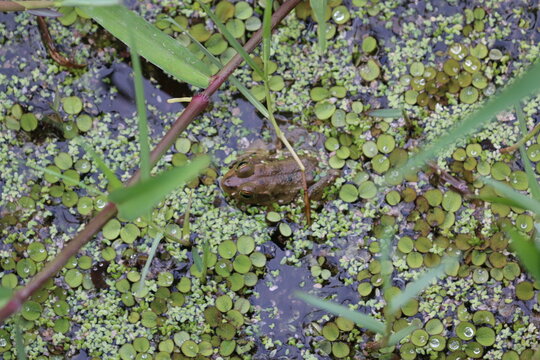 "Pig Frog" Images – Browse 73 Stock Photos, Vectors, and Video | Adobe ...