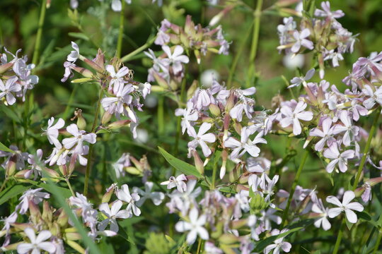 Syn bilder – Bläddra bland 4,342 stockfoton, vektorer och videor ...