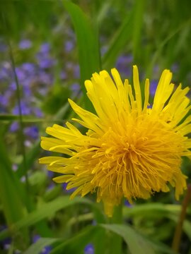 Daizi Images – Browse 33 Stock Photos, Vectors, and Video | Adobe Stock