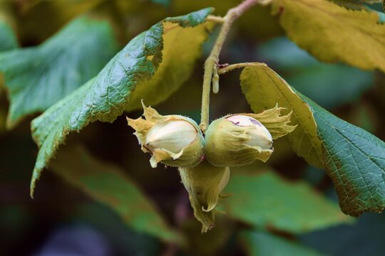 Haselnussblatt-Bilder: Stock-Fotos & -Videos. | Adobe Stock