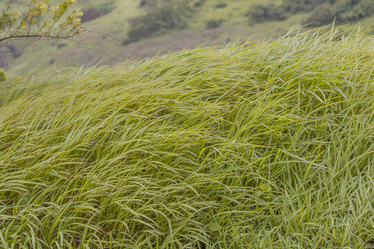 "Dancing Grass" Images – Browse 59 Stock Photos, Vectors, and Video ...