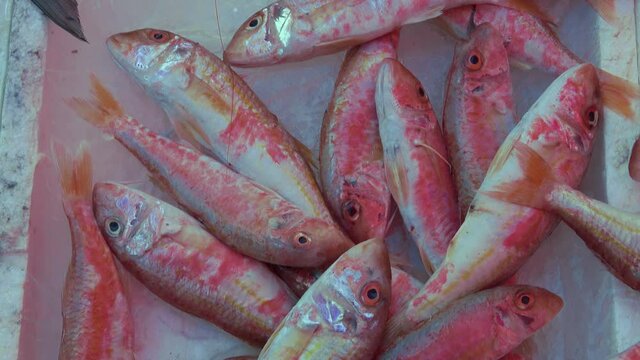 Triglia Bilder – Durchsuchen 509 Archivfotos, Vektorgrafiken und Videos ...