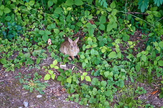 Leprotto Images – Browse 72 Stock Photos, Vectors, and Video | Adobe Stock