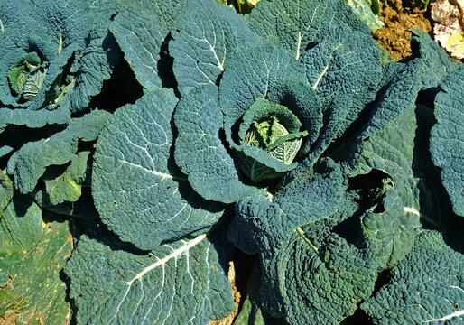 รูปภาพKopfkohl – เลือกดูภาพถ่ายสต็อก เวกเตอร์ และวิดีโอ198 | Adobe Stock