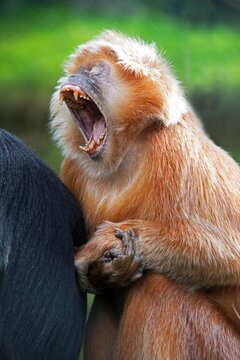 Javaneraffen Bilder – Durchsuchen 657 Archivfotos, Vektorgrafiken und ...