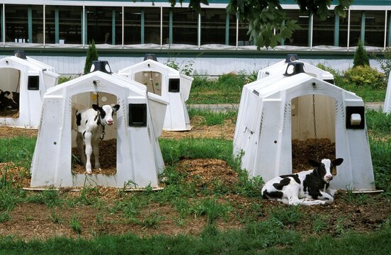 "Cattle Breeding" Images – Browse 39,704 Stock Photos, Vectors, and ...