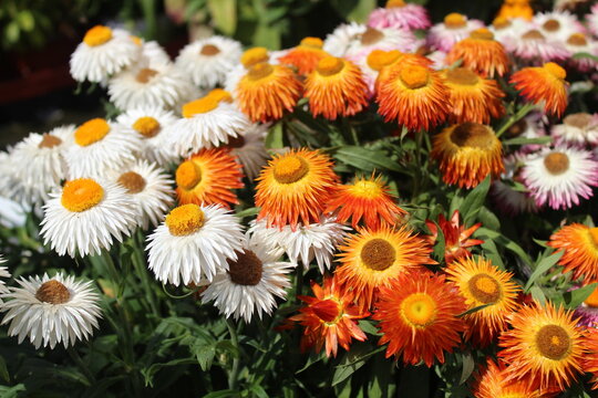 「Strohblumen」の画像 - 518 件の Stock 写真、ベクターおよびビデオ | Adobe Stock