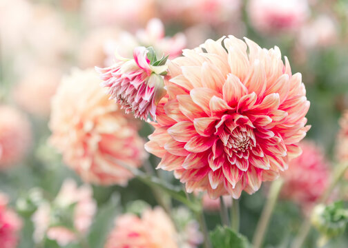 รูปภาพFrower – เลือกดูภาพถ่ายสต็อก เวกเตอร์ และวิดีโอ574 | Adobe Stock