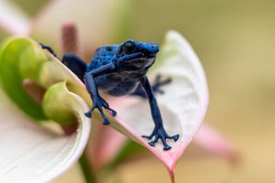 รูปภาพAzureus – เลือกดูภาพถ่ายสต็อก เวกเตอร์ และวิดีโอ416 | Adobe Stock