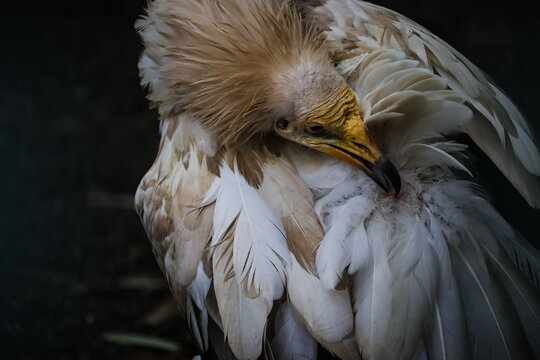 Avialae Bilder – Durchsuchen 500 Archivfotos, Vektorgrafiken und Videos ...