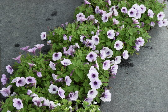 Hell-Lila Images – Browse 7 Stock Photos, Vectors, and Video | Adobe Stock