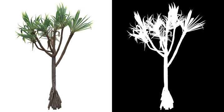 Imágenes de Pandanus: descubre bancos de fotos, ilustraciones, vectores ...