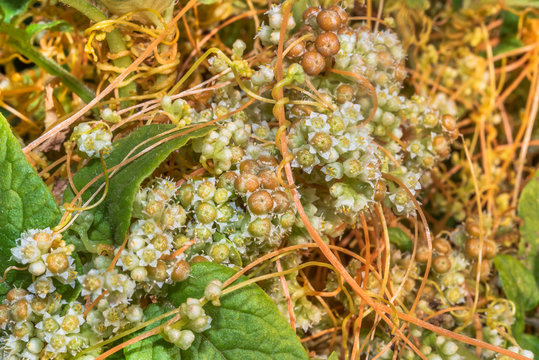 Beggarweed Images – Browse 40 Stock Photos, Vectors, and Video | Adobe ...