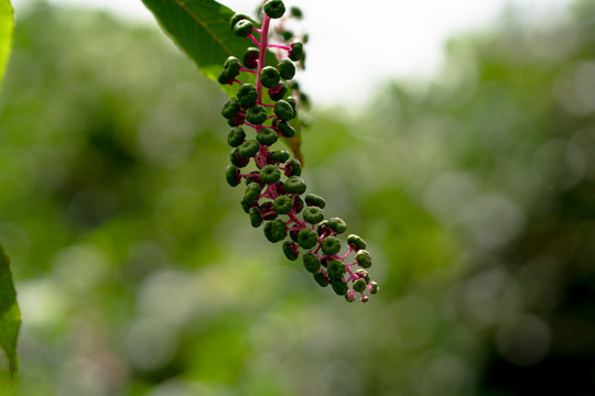 Scoke bilder – Bläddra bland 2,717 stockfoton, vektorer och videor ...