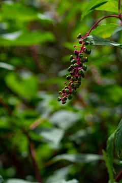 รูปภาพScoke – เลือกดูภาพถ่ายสต็อก เวกเตอร์ และวิดีโอ2,641 | Adobe Stock