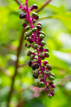 「Scoke」の画像 - 2,634 件の Stock 写真、ベクターおよびビデオ | Adobe Stock