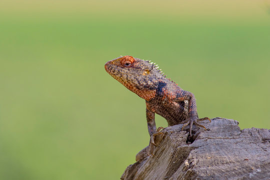 รูปภาพGirgit – เลือกดูภาพถ่ายสต็อก เวกเตอร์ และวิดีโอ2,738 | Adobe Stock